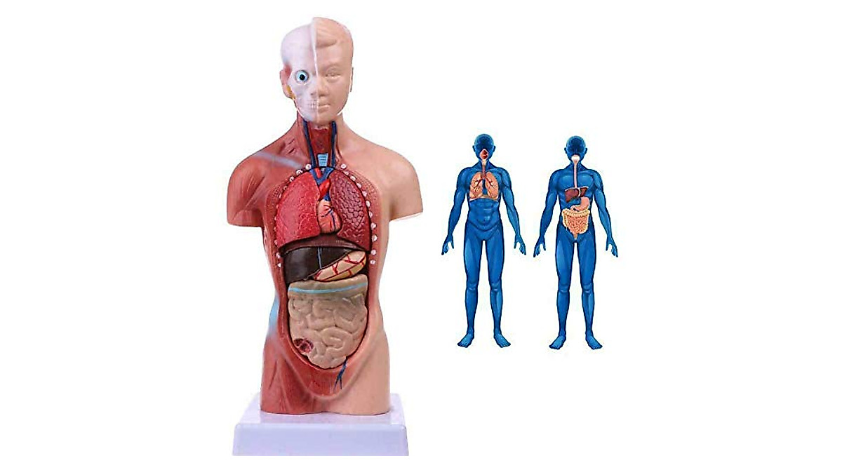 11-Inch Human Torso Model for Anatomy Education