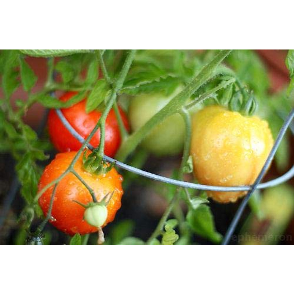 Early Girl Tomato - One of The Earliest Tomatoes(25 - Seeds)