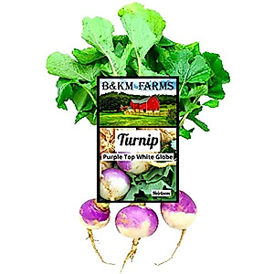 6 Grams 2500 Purple Top White Turnip Seeds for Planting Non-GMO Heirloom Vegetables Variety Seed Packet Instructions to Plant Home Vegetable Garden Great for Summer Fall & Winter Gardens B&KM Farms