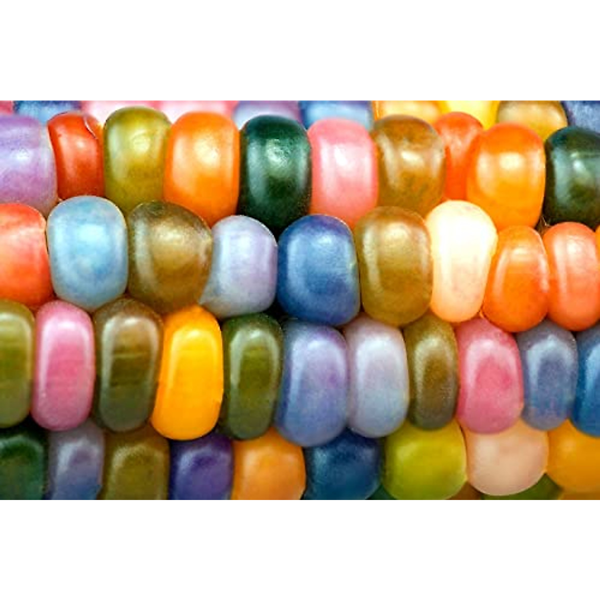 Glass Gem Indian Corn Seeds for Planting - 25+ Seeds - Vibrant Translucent Kernels - Grown in Iowa - A Must Have!
