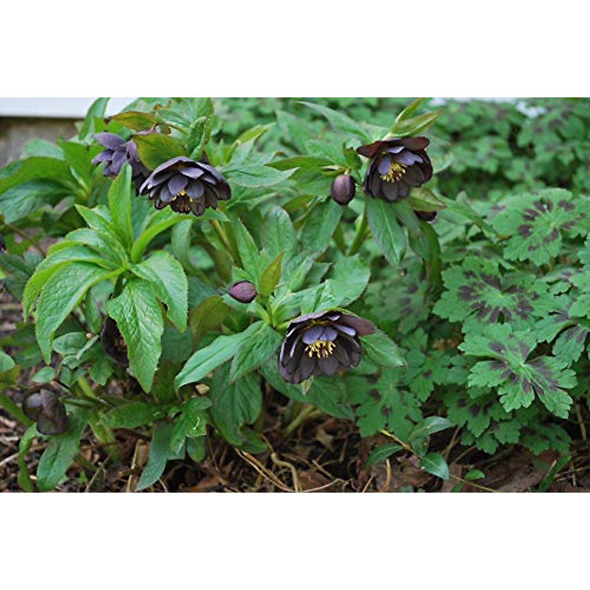 Perennial Farm Marketplace Helleborus x W.J. 'Onyx Odyssey' (Lenten Rose) Perennial, 1 Quart, Near Black Flowers