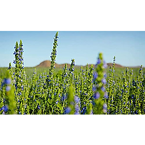 Chia Seeds for Planting, 1000+ Seeds Per Packet,Herb/Flower, (Isla's Garden Seeds), Non GMO & Heirloom Seeds, Scientific Name: Salvia hispanica, Great Gift