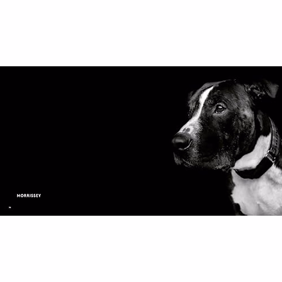 Finding Home: Shelter Dogs and Their Stories