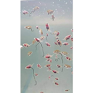 Clione SuperP1 50 g. (Premium Grade) Artemia Cysts Brine Shrimp Eggs Fish Food 95% Plus Hatch Rate in 24-32 Hour, Fresh Stock Tested, for All Tropical Fish Goldfish KOI Baby Fry Fish Guppy Betta Fish