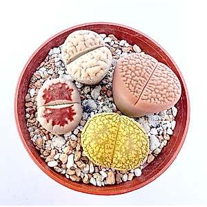 Pack of 8 Live Exotic Lithops Plant Medium Size 2 Years Old Rare Living Stone Seedling Perfect Terrarium Addition