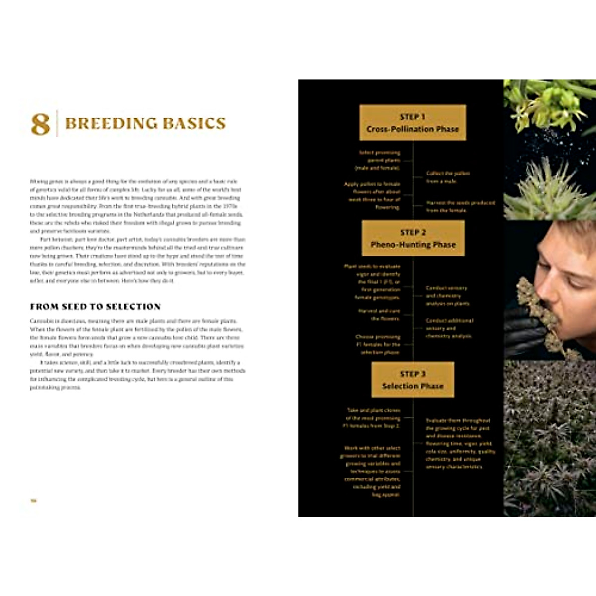 Higher: The Lore, Legends, and Legacy of Cannabis