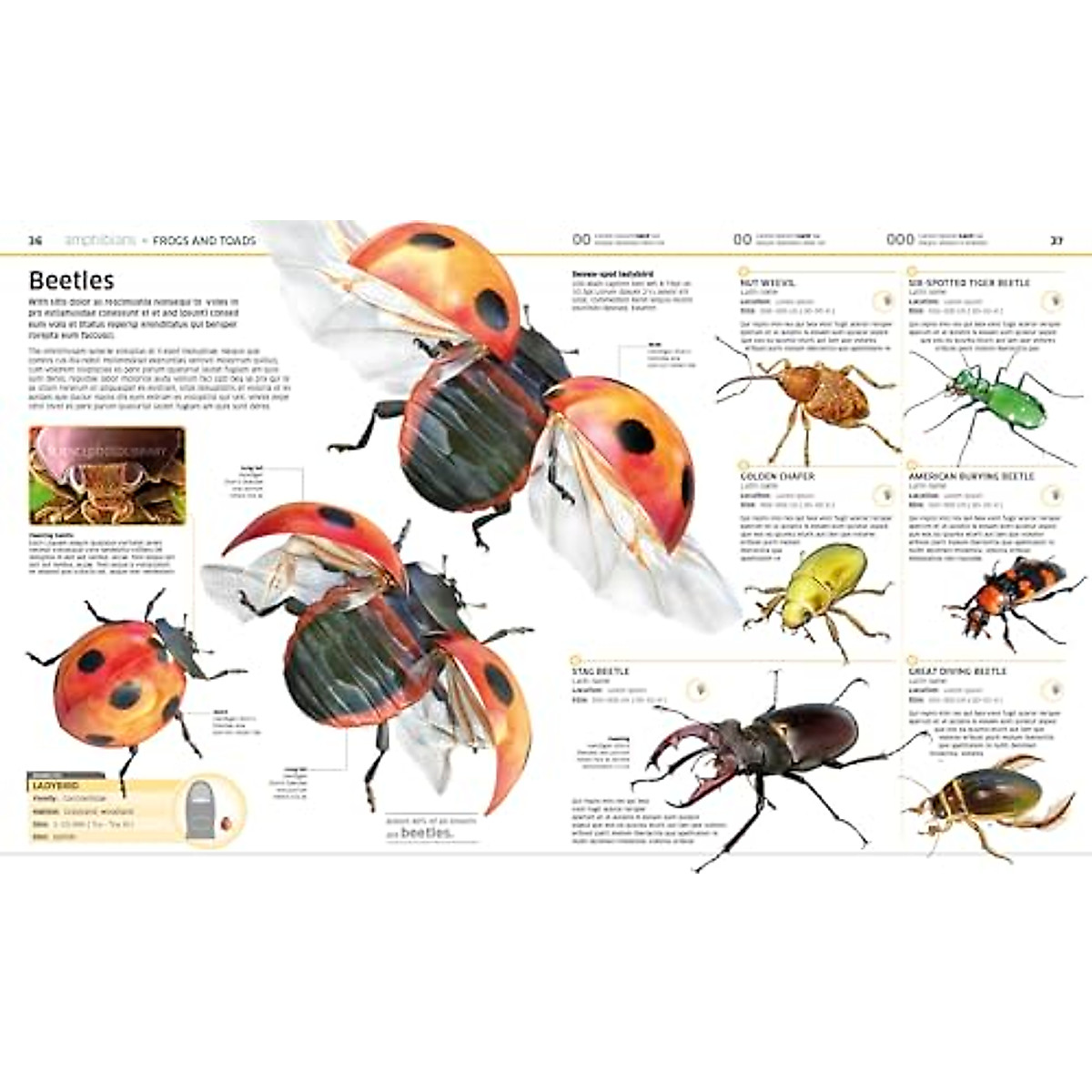 Animal! (DK Knowledge Encyclopedias)