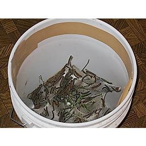 Gypsy Moth/Tent & Oakworm Caterpillar Tree Band Barrier Tape Protection