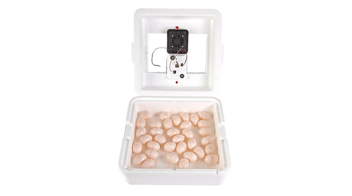 Little Giant Digital Egg Incubator - 41 Egg Capacity with Fan & Temp ...