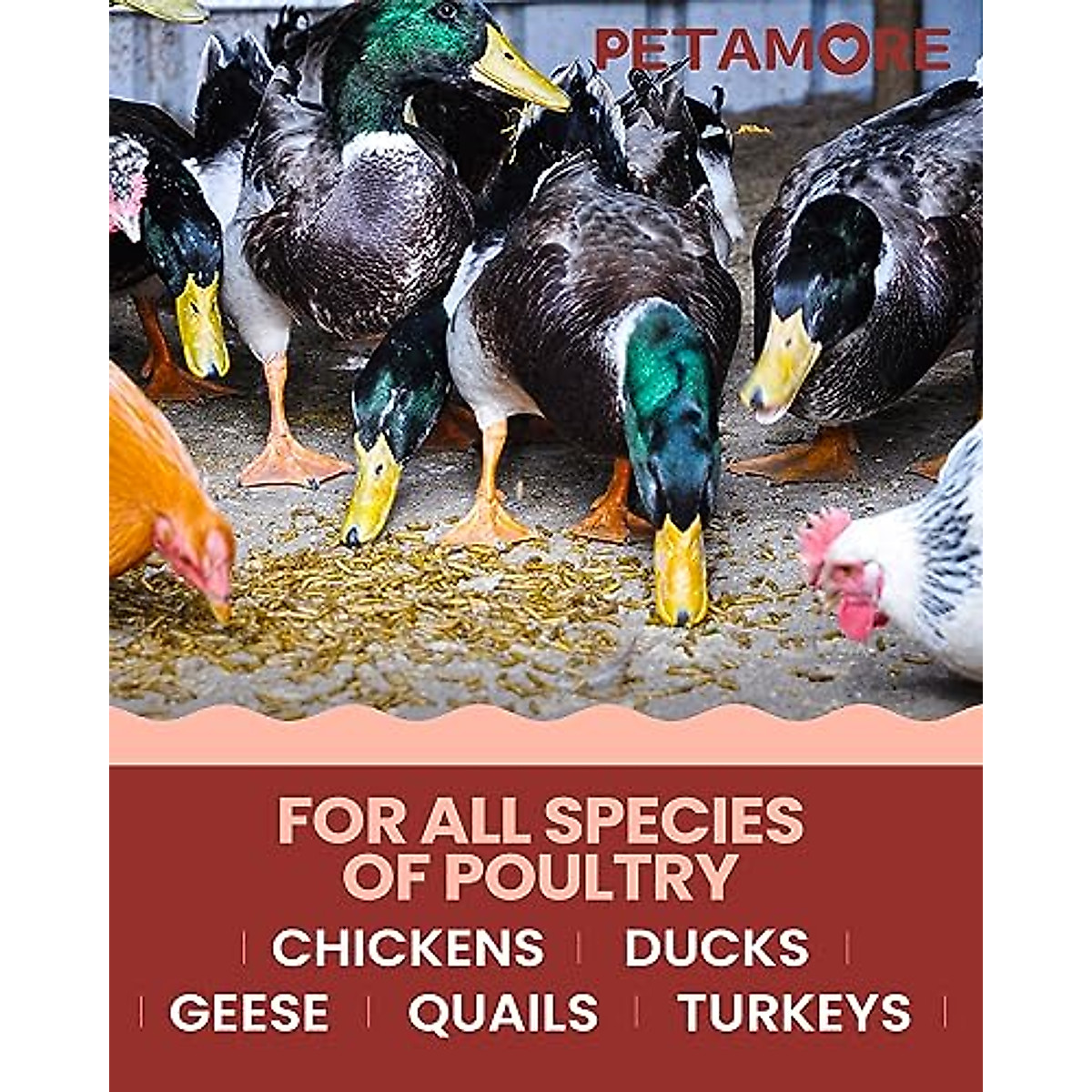 NC Grubsnack 10lbs Dried Mealworms Black Soldier Fly Larvae Mix Treats for Backyard Chickens, Scratch Feed for Backyard Flock Party Poultry Fowl Layers hens with Rich Protein and Calcium