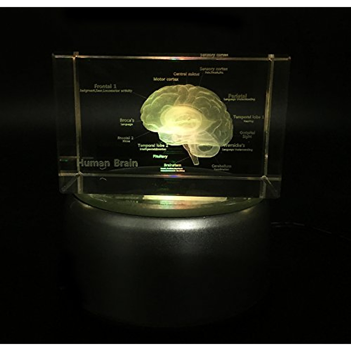 3D Human Brain Anatomical Model Paperweight(Laser Etched) in Crystal Glass Cube Science Gift (No Included LED Base)(3.1x2x2 inch)