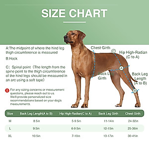 LISPOO Dog Knee Brace for Torn Acl Hind Leg, Luxating Patella, Cruciate Ligament, Dog Acl Knee Brace Support Back Leg with Arthritis Pain, Acl Brace for Dogs Rear Leg (XL)