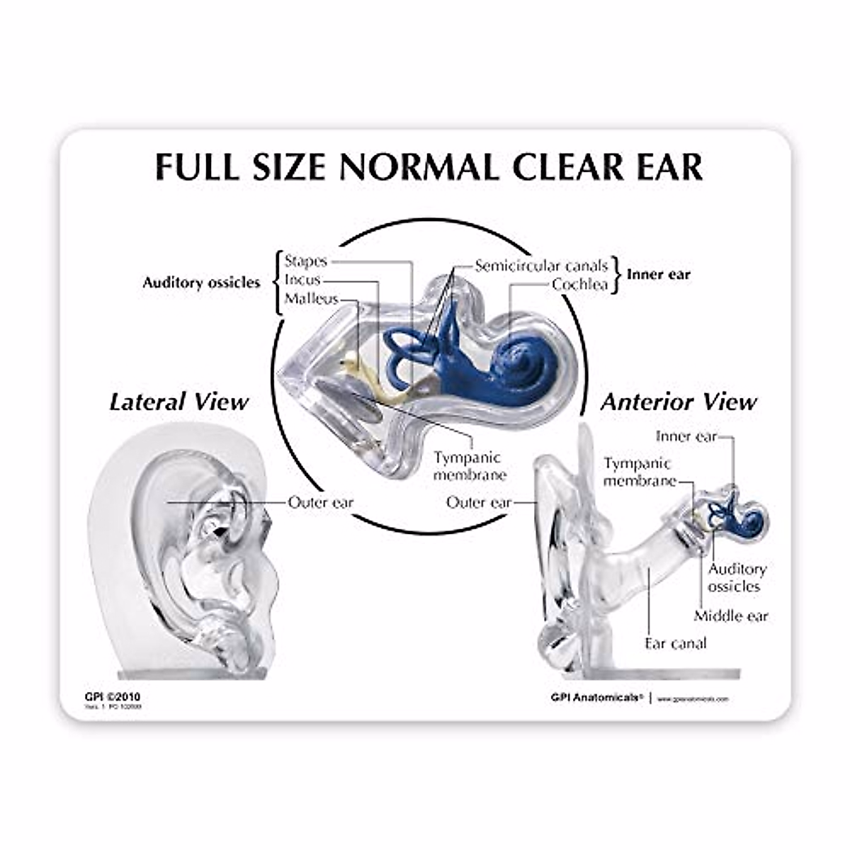 GPI Anatomicals - Clear Ear Model | Human Body Anatomy Replica of Ear for Doctors Office Educational Tool