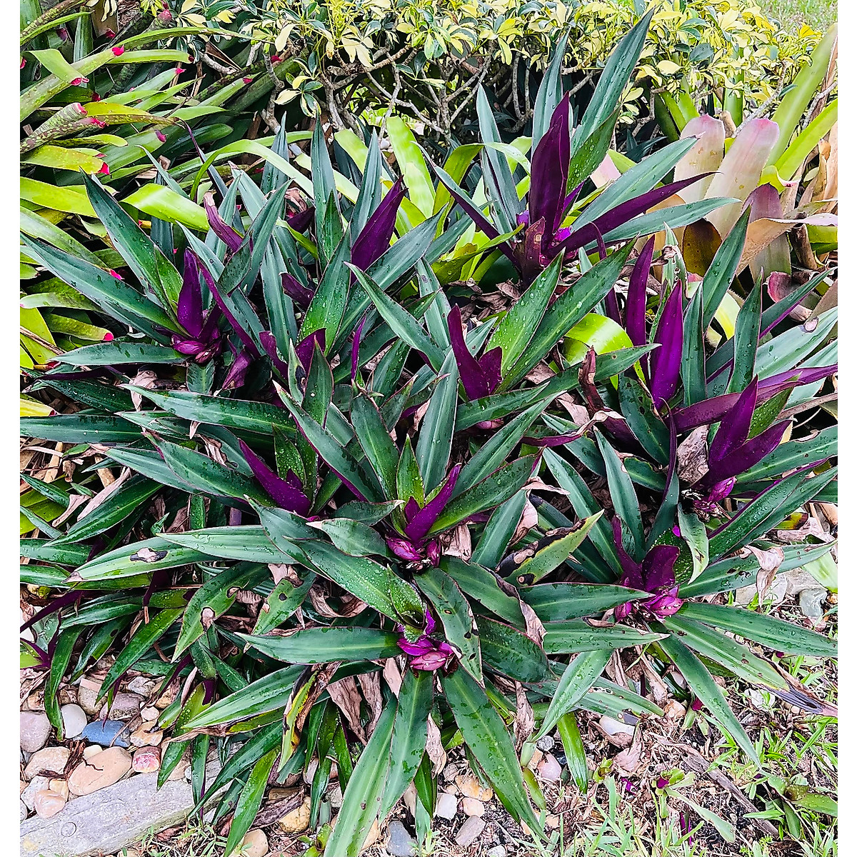 TWO Outdoor Live Plants- Oyster Plant Purple & Green - Grows to Medium Height Outdoor Plant- Young Small Plant