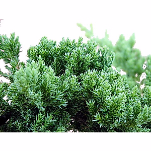Stylized Japanese Juniper Bonsai Tree - 4" Pot - Juniperus procumbens 'Nana'