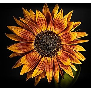 Sunflower Seeds for Planting - Grow Unique Sun Flowers in Your Garden - 25 Non GMO Heirloom Seeds - Full Planting Instructions for Easy to Grow Red Sun Sunflowers - Great Gardening Gifts (1 Packet)