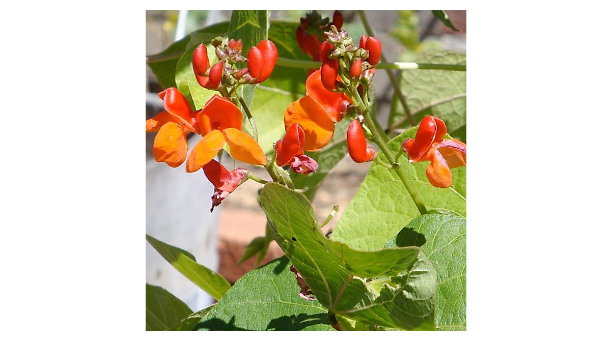 Scarlet Emperor Runner Bean Seeds - Easy to Grow