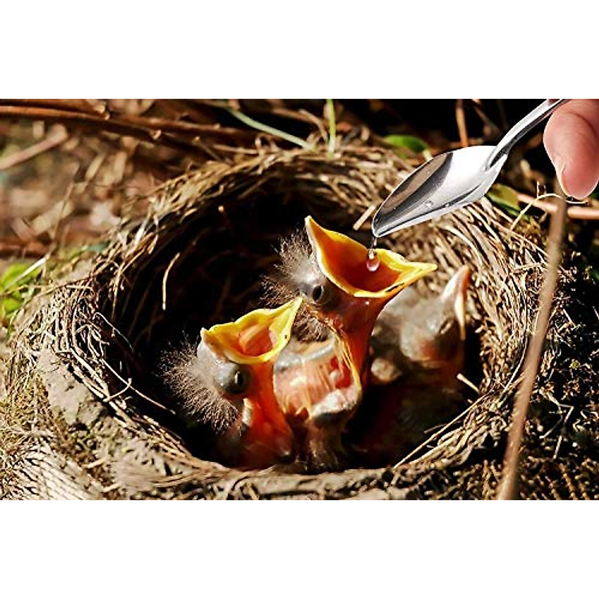 FULAIERGD 60ML Baby Bird Parrot Feeding Tubes, Liquid Medicine Feeder Push-Tube Pet Cat Dog Feeding Medicine with 2 Pcs Stainless Steel Metal Feeding Spoon (60ML)