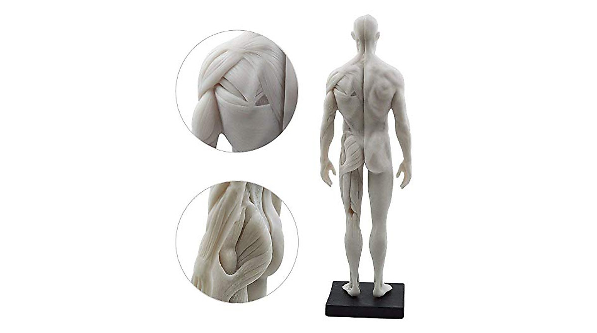 Male Anatomy Figure Model for Artists - Ecorche Supplies