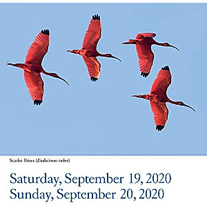 Audubon Birds Page-A-Day Calendar 2020
