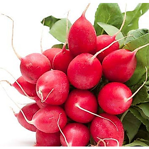 Cherry Belle Radish Seeds for Planting, 100+ Heirloom Seeds Per Packet, (Isla's Garden Seeds), Non GMO Seeds, Botanical Name: Raphanus sativus, Great Home Garden Gift
