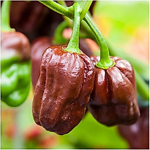 Seed Needs, Habanero Pepper Seed Packet Collection (5 Individual Seed Varieties for Planting) Heirloom, Non-GMO & Untreated - 300,000+ Scoville Units