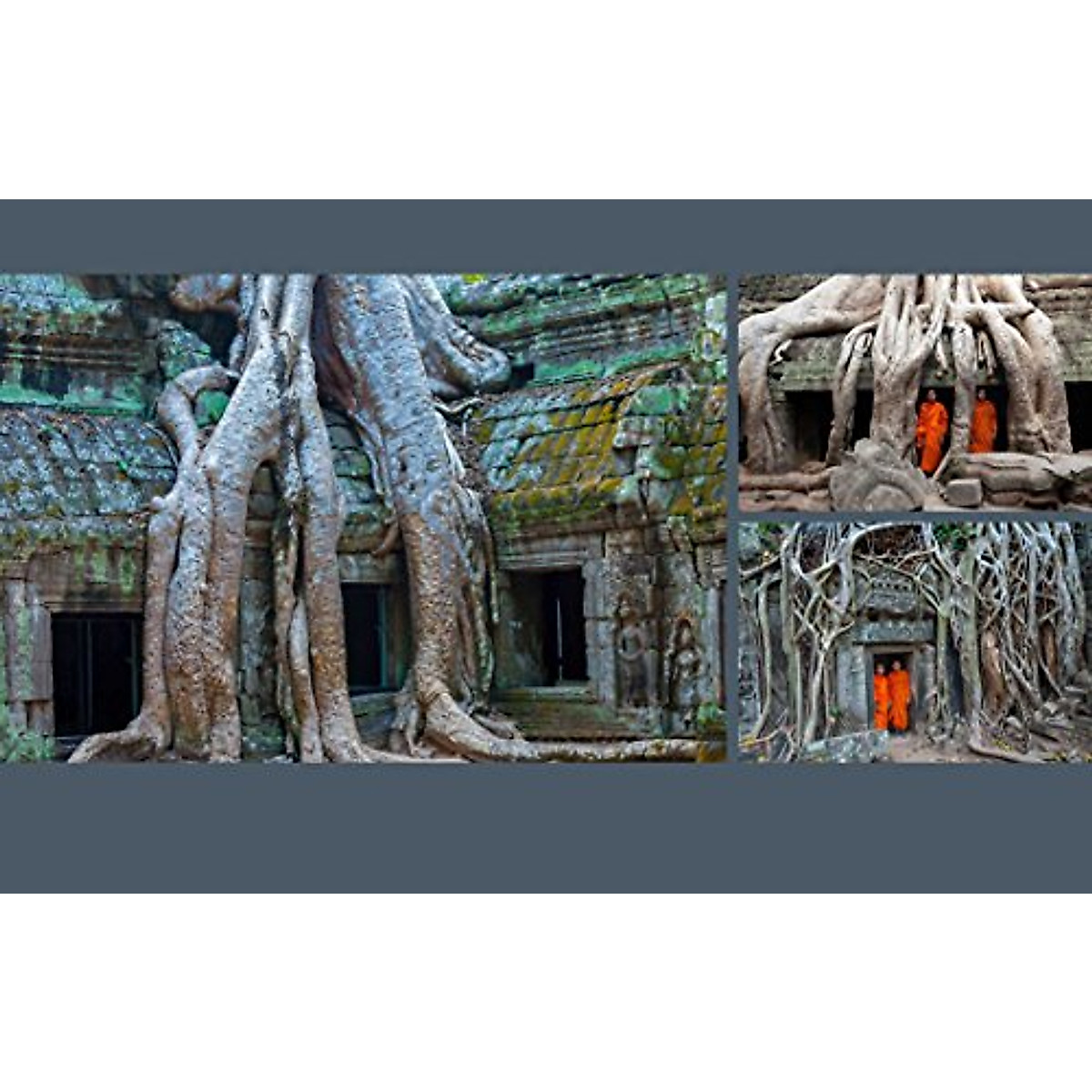 Trees: Between Earth and Heaven