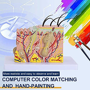 Healthible Skin Anatomy Model - 35X Enlarged Anatomical Skin Layer Structure Model Skin Anatomical Model with Hair for Science Classroom