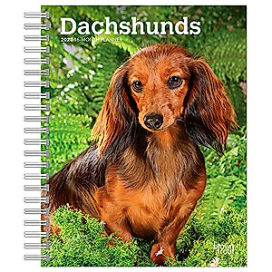 Dachshunds | 2023 6 x 7.75 Inch Spiral-Bound Wire-O Weekly Engagement Planner Calendar | New Full-Color Image Every Week | BrownTrout | Animals Dog Breeds Pets