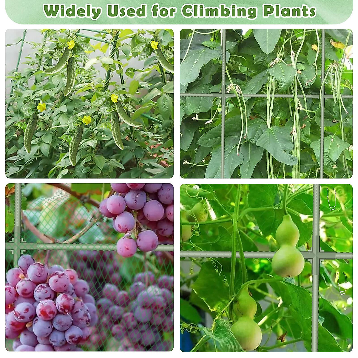 Tetutor Cucumber Trellis for Raised Bed 65"×48", Garden Arch Trellis for Climbing Plants Outdoor, Metal Garden Trellis for Vegetables, Cucumber Trellis for Tomato, Bean, Pea, Grape, Plant, Squash