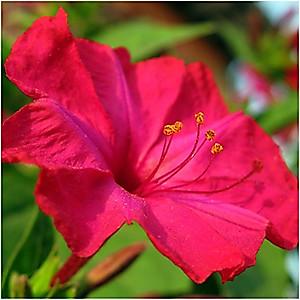 Seed Needs, Four O' Clock Seeds for Planting Color Blend (Mirabilis Jalapa) Single Package of 60 Seeds - Heirloom & Open Pollinated