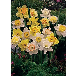 Mixed Daffodils (25 Bulbs) - Assorted Colors Daffodil Narcissus Bulbs by Willard & May