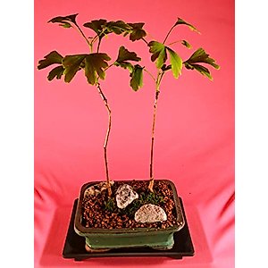 Deciduous Bonsai, Ginkgo, Mini Forest Style, Turn Golden Yellow Leaves in Fall, 5 Years Old