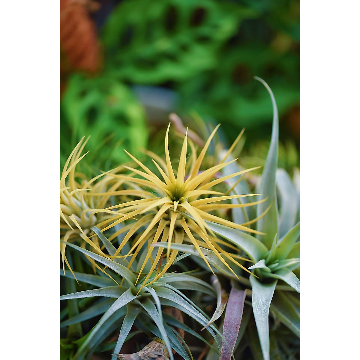 Air Plants Live - Home and Garden Decor - Live House Plants - Easy Care (6 pcs)