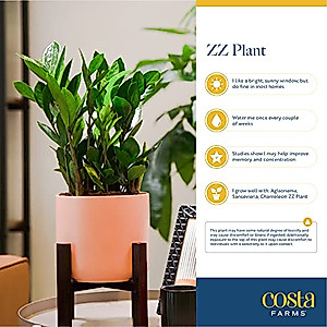 Costa Farms ZZ Plant, Live Indoor Houseplant in Modern Decor Planter, Natural Air Purifier in Potting Soil, Gift for Plant Lovers, Birthday Gift, Tabletop Living Room Decor, Desk Decor, 22-Inches Tall