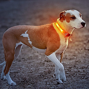 LaRoo Light Up Dog Collar with Nylon Stickers, Universal Glowing Collar Accessories for Leash Harness, Silicone Waterproof Dog LED Flashing Collar Night Outdoor Safety