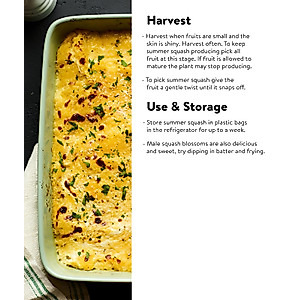 Burpee Best Zucchini Summer Squash Seeds 20 seeds