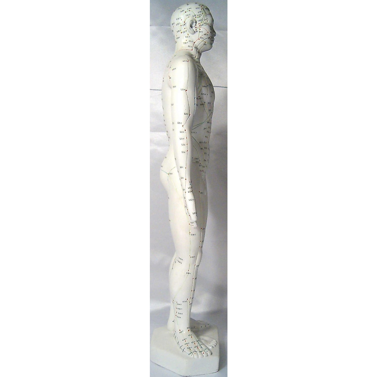 Human Acupuncture Model, Height 20"