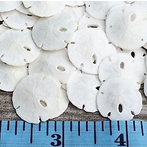 Sand Dollar | Real Natural Sand Dollars Under 1 Inch (Set of 100) | Small White Sand Dollar Shells for Weddings and Craft | Plus Free Nautical eBook by Joseph Rains