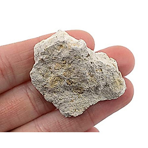 12PK Raw Volcanic Tuff, Igneous Rock Specimens - Approx. 1" - Geologist Selected & Hand Processed - Great for Science Classrooms - Class Pack - Eisco Labs