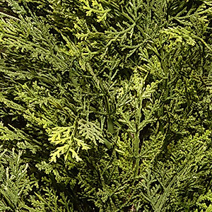 National Tree Company Artificial Shrub | Includes Pot Base | Arborvitae - 36 Inch