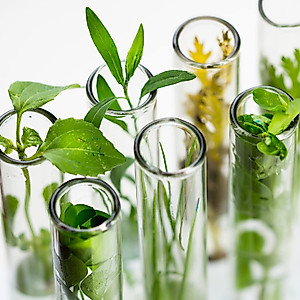 BorinGlass Glass Test Tubes, Sturdy Round Bottom Clear Test Lab Tubes (100, 12x75 mm)