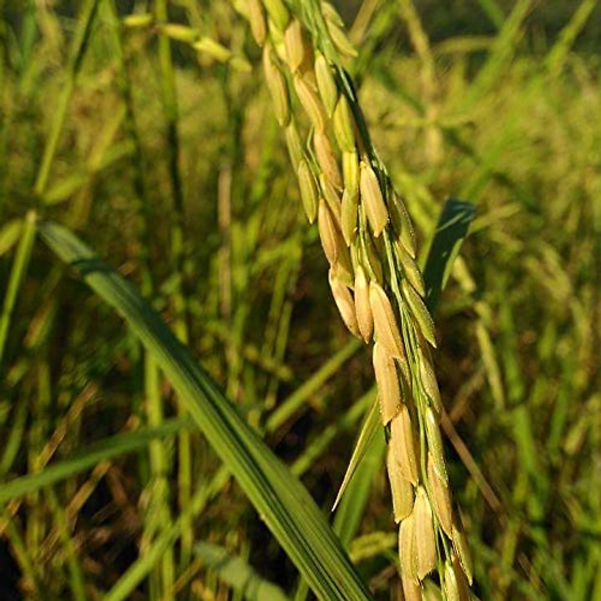 Organic Jasmine Rice Powder - Face Mask, Dry Shampoo Powder, Rice Water Rinse & Body Scrub