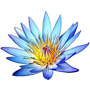 Premium Exotic Whole Flower - Natural Whole Flower Herbal Tea 1.0oz(28g) - Caffeine Free, Non-GMO