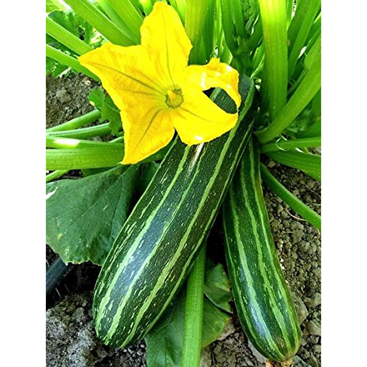 "Cocozelle Zucchini" Summer Squash Seeds for Planting, 50+ Heirloom Seeds Per Packet, (Isla's Garden Seeds), Non GMO Seeds, Botanical Name: Cucurbita Pepo, Good Home Garden Gift