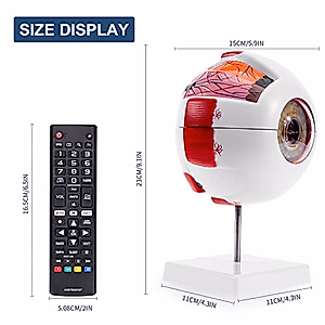 Winyousk Scientific Eyeball Anatomical Model, Eyeball Model with Base and Colorful Manual, Detachable Sixfold Life Size Eyeball Model for School, Hospital, Optical Shop, Eyes Institute
