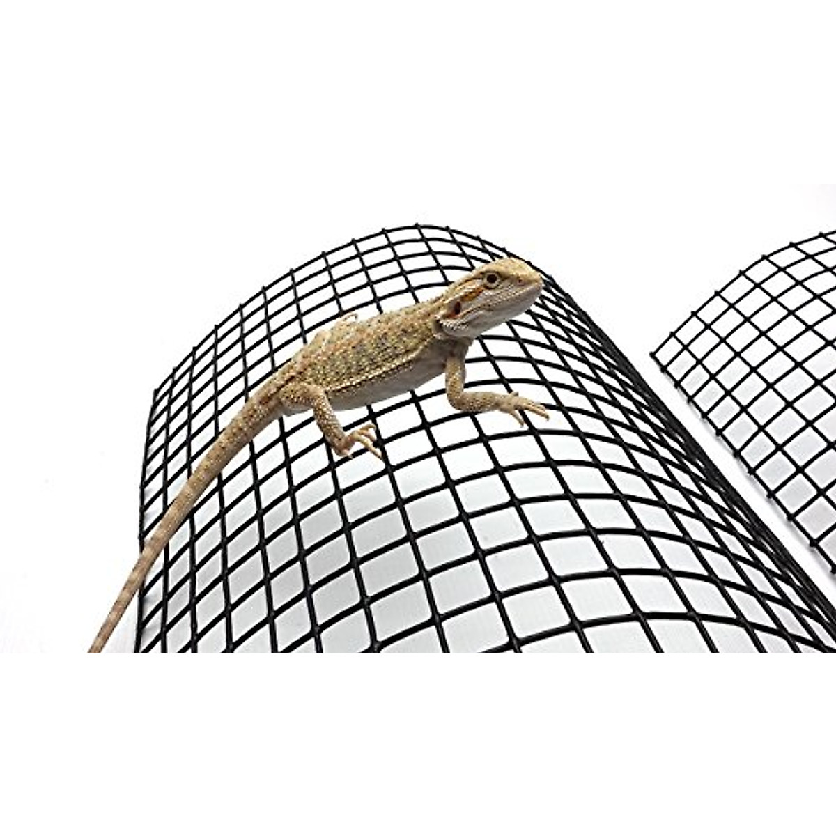 Carolina Custom Cages' Bearded Dragon Tanning Arch, Reptile Habitat Accessory
