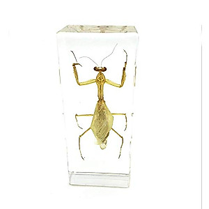Praying Mantis(Mantis)(rearhorse) Paperweight Specimen Science Education Specimens(4.4x1.6x1.1")
