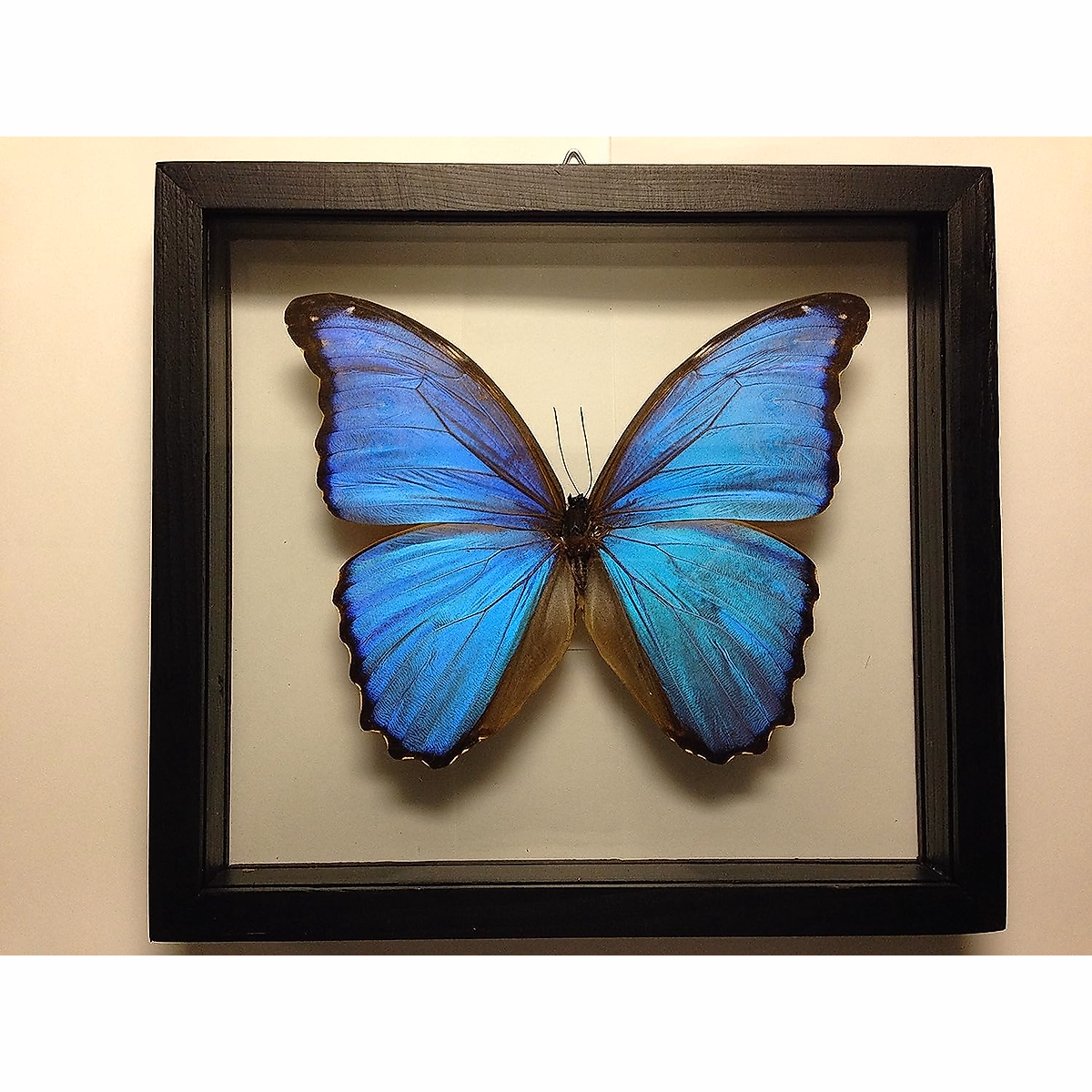 Ben the Butterfly Guy Blue Morpho Butterfly Framed and Mounted in Black Display