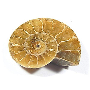 XUETZALCOATL Jananah Sudarshan Shaligram 1.5cm - 2.5cm from Kali Gandaki 1 pcs